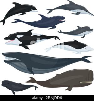 Marine mammals icon collection, with whale, dolphin, manatee, beluga ...