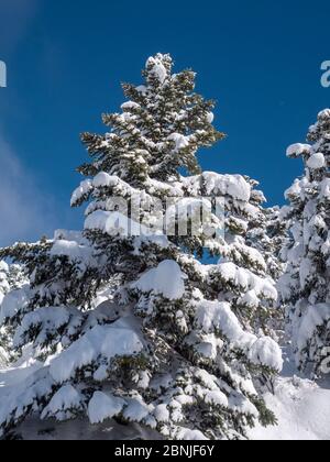 Fir forest landscape Parnassos Mountain panoramic aerial drone view ...