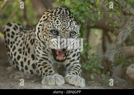 Arabian Leopard (Panthera pardus nimr) native to Arabian Peninsula ...