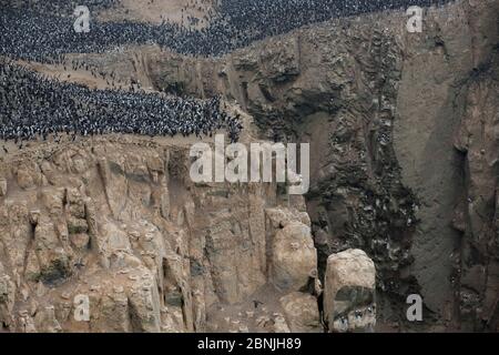 Guanay Cormorant colony - Pescadores guano island Peru Stock Photo - Alamy