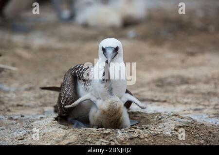 Peruvian bobby (Sula variegata) adult on nest with chick, begging for ...