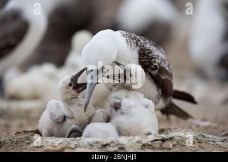 Peruvian bobby (Sula variegata) adult on nest with chick, begging for ...