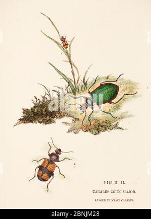 'The Natural History of British Insects' is a 19th-century illustrated ...