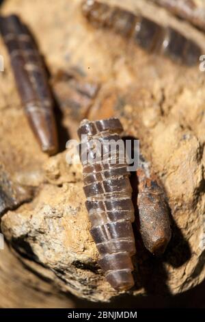 Calcite belemnite fossils, the calcite internal structures of ...