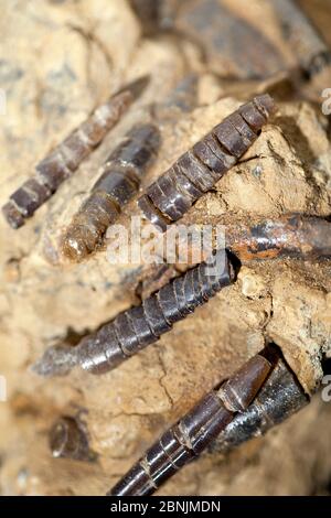 Calcite belemnite fossils, the calcite internal structures of ...
