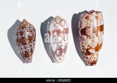 Textile Cone (Conus textile) snail, highly toxic, Bali, Indonesia Stock ...