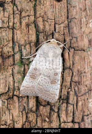 Vine's Rustic (Hoplodrina ambigua Stock Photo - Alamy
