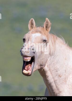Wild palomino Mustang filly, Pryor Mountains, Montana, USA. June Stock ...