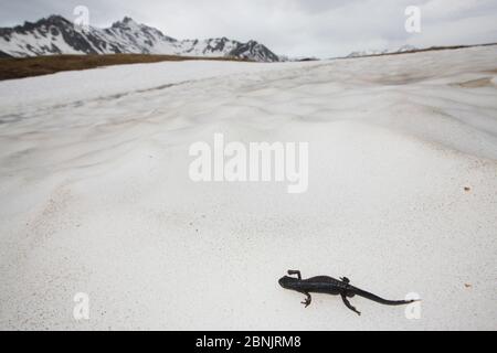 Alpine Newt (Ichthyosaura alpestris) migrating to breeding pond over ...