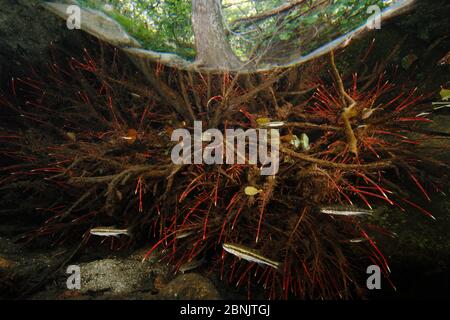 Common minnow (Phoxinus phoxinus) group in Massane river. Alberes ...