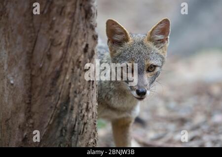 Sechuran Fox or Peruvian Desert Fox (Lycalopex sechurae) in dry forest ...