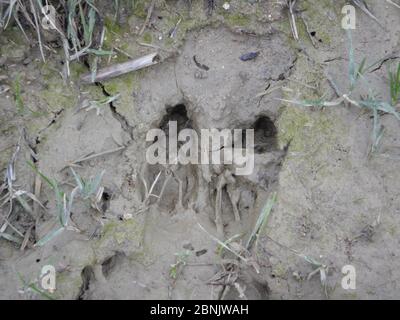 Some footsteps of the boar's legs Stock Photo - Alamy