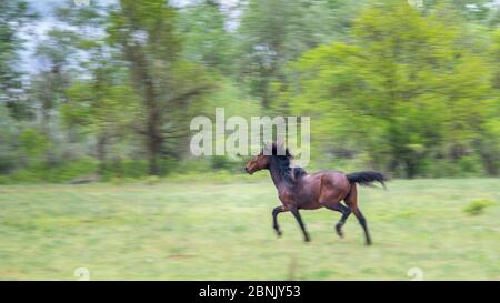 Wild horse, Letea forest, Danube delta, Romania Stock Photo - Alamy