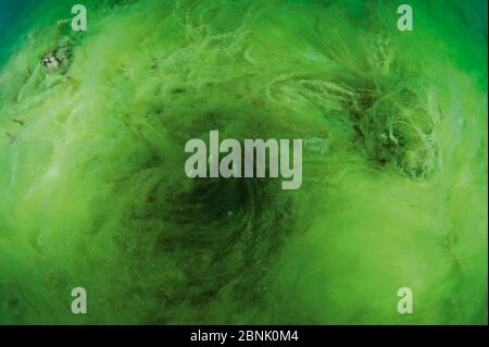 Thallus of filamentous algae (Spirogyra and Ulothrix) , Lake Baikal ...