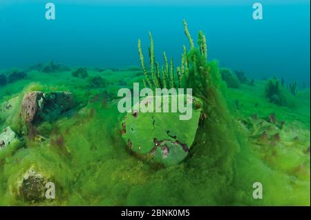 Thallus of filamentous algae (Spirogyra and Ulothrix) , Lake Baikal ...