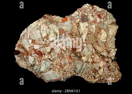 Leesburg Limestone Conglomerate from Frederick county Maryland, USA ...