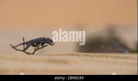 Namaqua Chameleon (Chamaeleo namaquensis) hunting in desert, Namibia ...