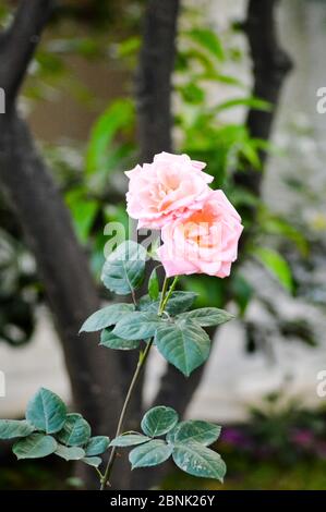 Vertical macro of closed pink peony buds on a leafy green bush. Great ...