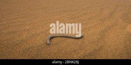 FitzSimons' Burrowing Skink - Typhlacontias brevipes, special legless ...