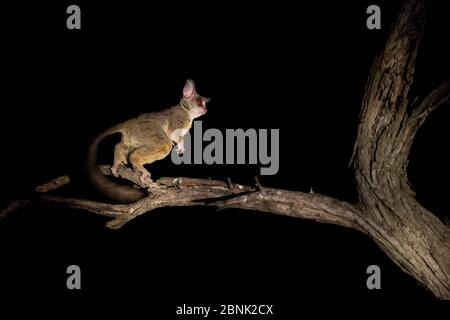 Galago moholi, South African galago Stock Photo - Alamy