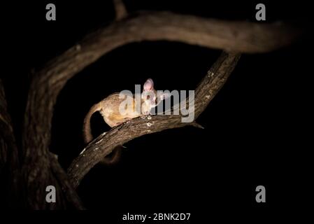South African galago / Lesser bushbaby (Galago moholi) about to jump at ...