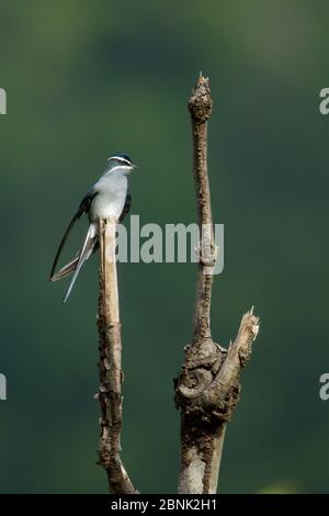 Crested tree swift, Crested treeswift (Hemiprocne coronata), adult in ...
