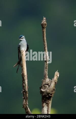 Crested tree swift, Crested treeswift (Hemiprocne coronata), adult in ...