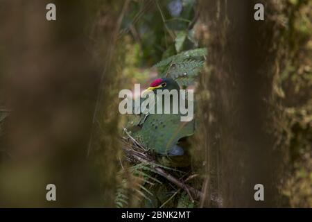 White-breasted fruit-dove (Ptilinopus rivoli) male at fruiting ...