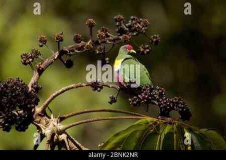 White-breasted fruit-dove (Ptilinopus rivoli) male at fruiting ...