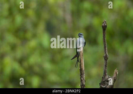 Crested tree swift, Crested treeswift (Hemiprocne coronata), adult in ...