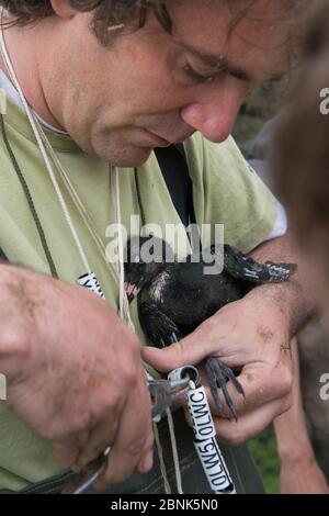 Conservationist ringing Glossy ibis (Plegadis falcinellus) in Tamarisk ...