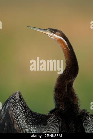 Portrait of African darter (Anhinga rufa) in profile, standing on dead ...