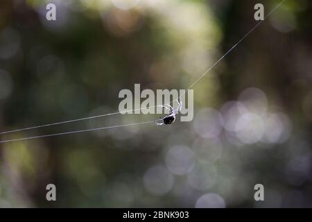 Darwin's bark spider Caerostris darwini Madagascar Stock Photo - Alamy