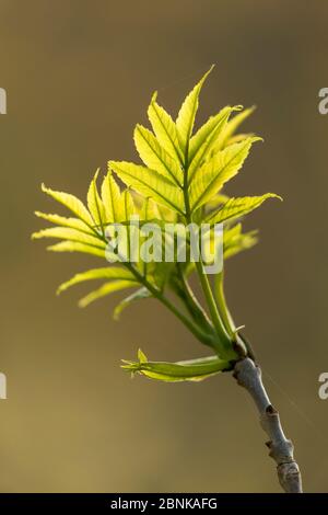 Ash leaves (Fraxinus excelsior) fresh foliage in spring, Perthshire ...