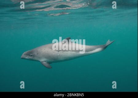 Harbour porpoise (Phocoena phocoena), Shetland, Scotland, UK, October ...
