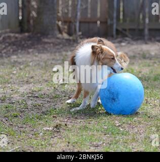 Shetland Sheepdog play with a ball Stock Photo - Alamy