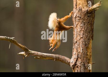 Red squirrel jumping Stock Photo - Alamy