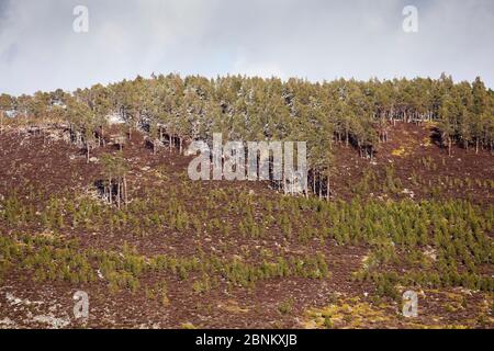 Isolated Pine woodland showing regeneration of trees on upland heather ...