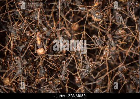 Army ants (Eciton sp.) formed into bivouac with soldier, Costa Rica ...