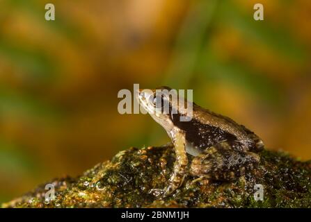 A profile of a dancing frog. KARNATAKA; INDIA: THESE ADORABLE frogs ...