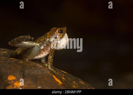 Kottigehara dancing frog (Micrixalus kottigeharensis), 'dancing frog ...