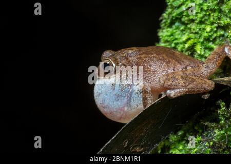 Ponmudi bush frog (Raorchestes ponmudi), Anamalai wildlife sanctuary ...
