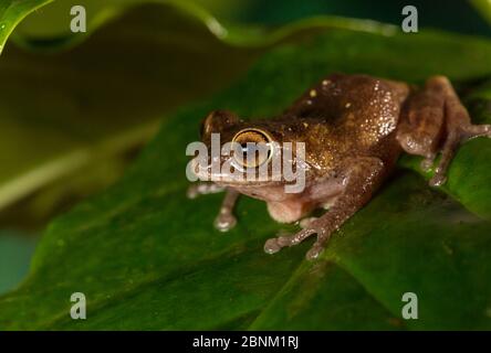 Ponmudi bush frog (Raorchestes ponmudi), Anamalai wildlife sanctuary ...