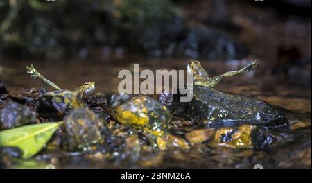 Kottigehara dancing frog (Micrixalus kottigeharensis ), 'dancing frog ...