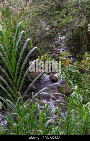 Yaque del Norte river in Jarabacoa, Dominican Republic Stock Photo - Alamy