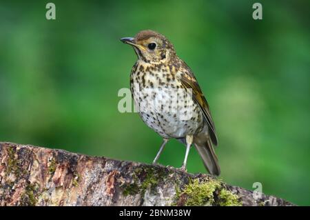 Juvenile Song thrush Stock Photo - Alamy