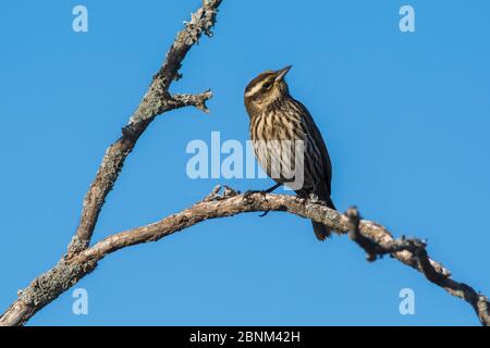 Yellow-winged Blackbird (Agelasticus thilius) Aves Stock Photo - Alamy