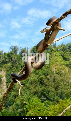Northern white-lipped python (Leiopython albertisii) in tree, Irian ...