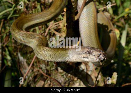 Papuan olive python (Liasis papuana) in tree, Papua New Guinea Stock ...