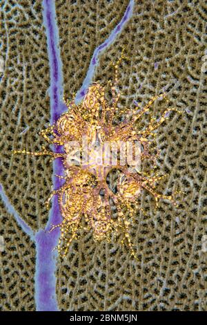 Basket star at night Astrophyton muricatum Abrolhos National Marine ...